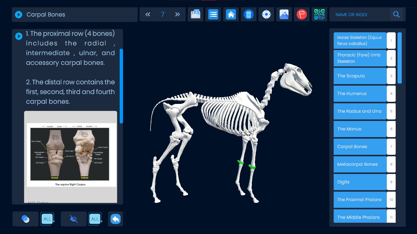 Talking Horse Skeleton - Interactive 3D Learning